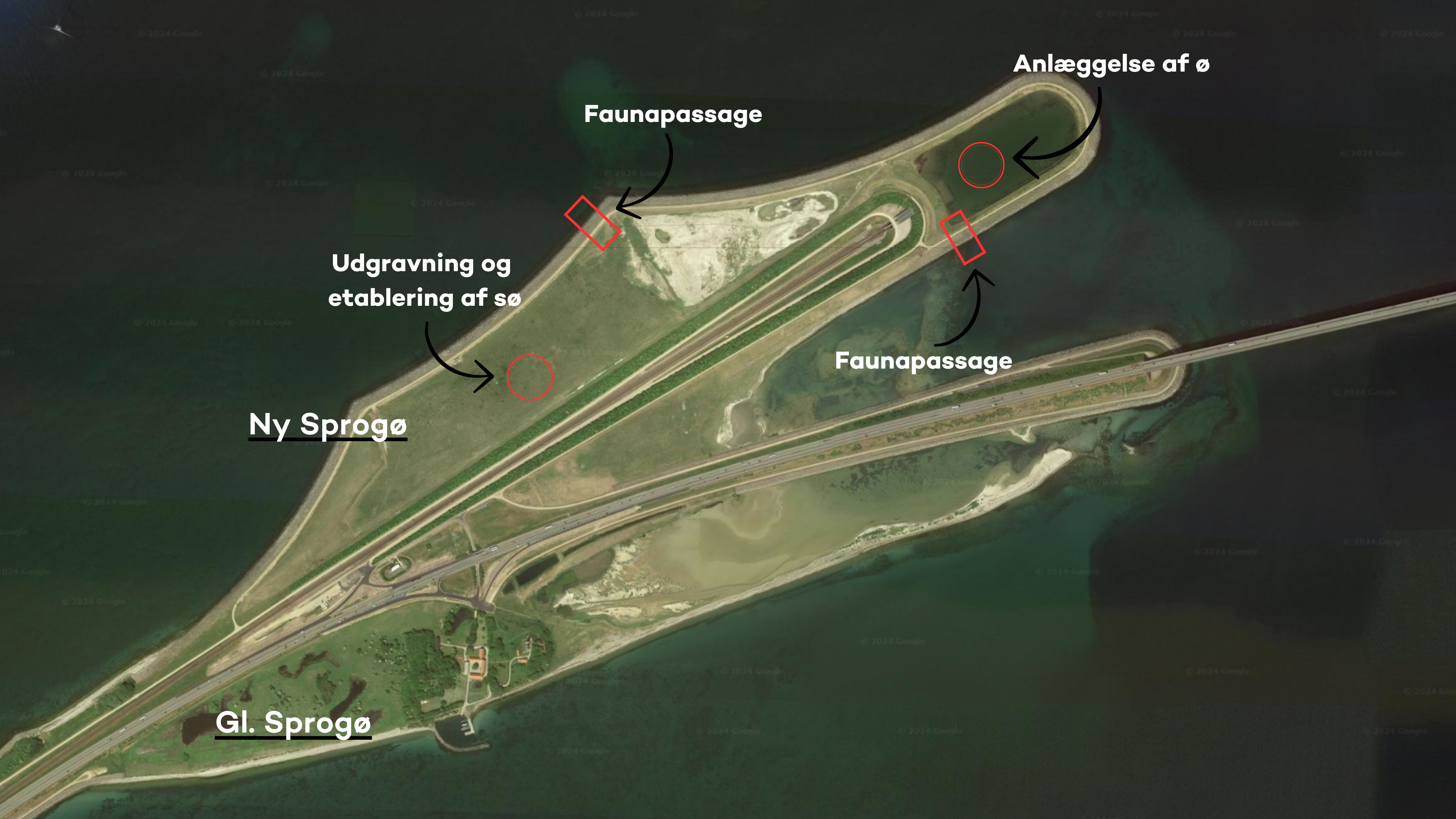 En ny ø på tippen af Sprogø skal skabe flere ynglesteder for beskyttede ...
